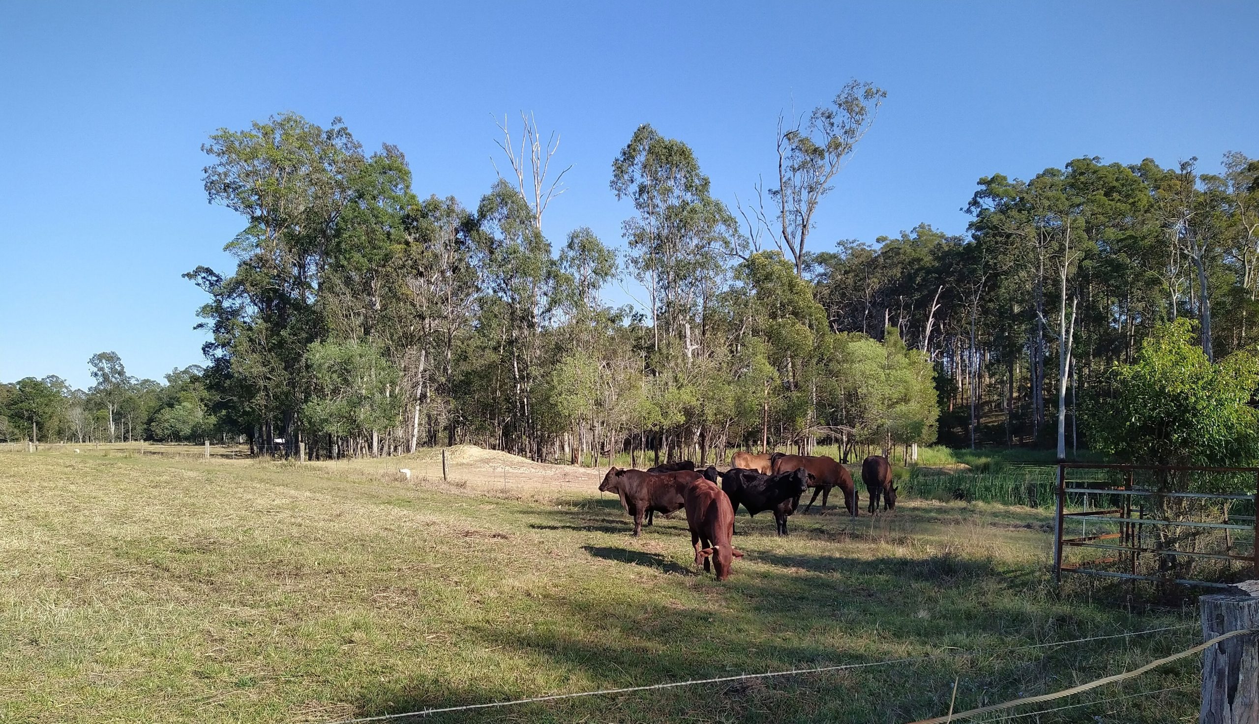 170-212 Schrodter Road, WAMURAN QLD 4512 | Young Property Group